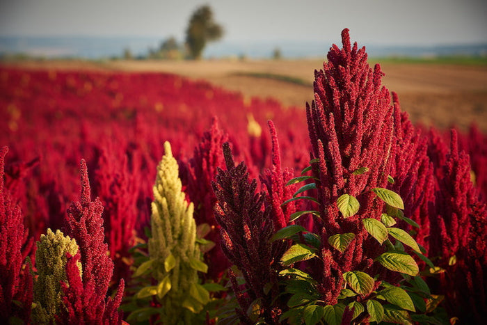 Amaranth, this stranger! – Angel Food